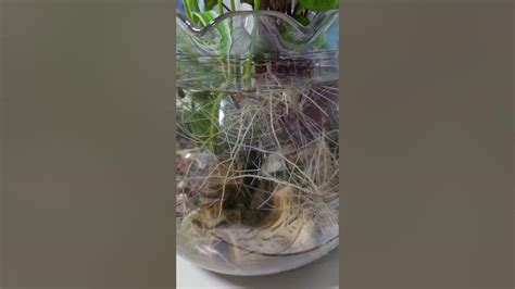 고구마 뿌리에 갇힌 물고기 🐟 물고기키우기 구피어항 수경재배 Youtube