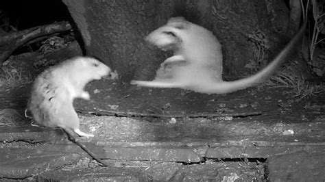 Fighting Rat Delivers Karate Kicks These Rats Are Fighting For Supremacy And One Has The