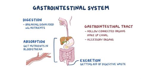 The Digestive System Functions