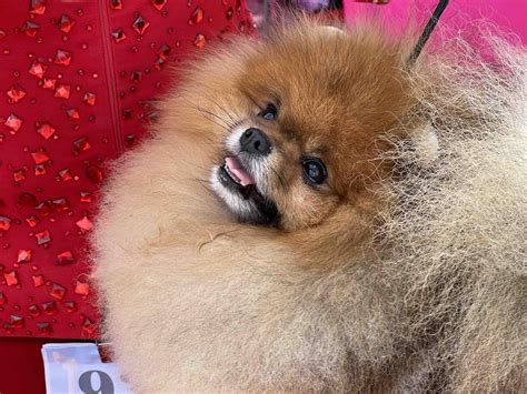 Стара Загора E домакин на престижна международна киноложка изложба с участници от 10 държави