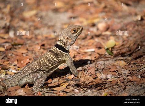 Collared Tree Lizard At Colleen Archibald Blog