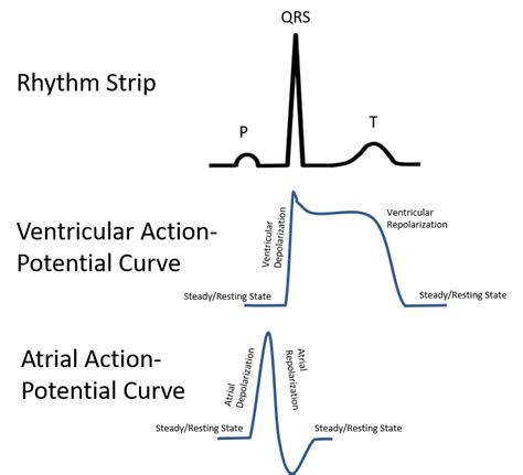 Ventricular Depolarization