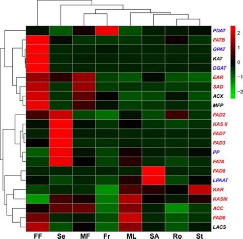Heat Map Representation And Hierarchical Clustering Of Putative Genes Download Scientific