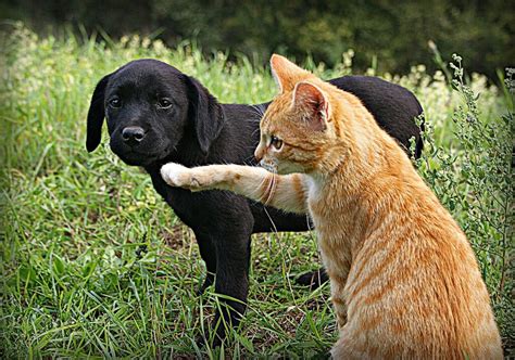 Фотографии Котов И Собак — Картинки фотографии