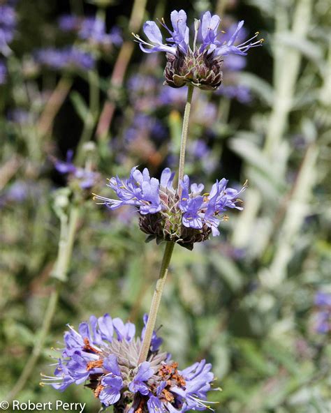 Allen Chickering Sage Waterwise Garden Planner