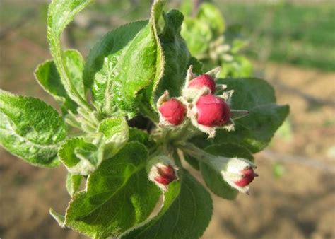 蘋果樹栽培技術｜現代矮化密植園夏季修剪方法 每日頭條