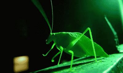 Insect  Insect Discover And Share S
