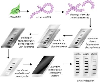 Molecular Biology What Is Dna Fingerprinting