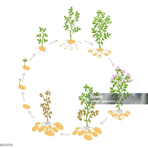 감자의 라이프 사이클 작물 단계 벡터 일러스트입니다 원형 재배 식물 라운드 수확 성장 생물학 Solanum 생감자에 대한 스톡