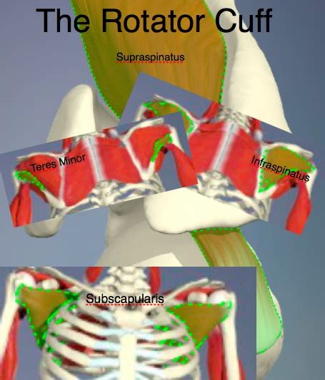 Exercises For Rotator Cuff Feel Good