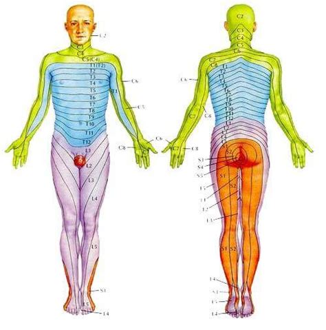 Shingles Nerve Pathways Diagram