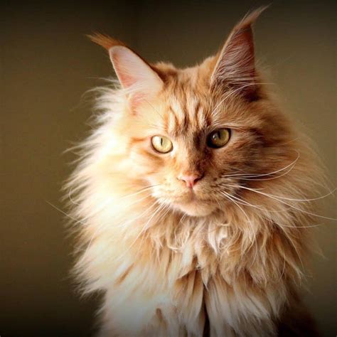 How Much Is A Maine Coon Kitty At Robin Alexander Blog