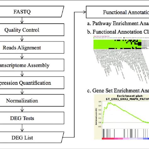 Workflow Of The RNA Sequencing Data Analysis In A Study Investigating Download Scientific