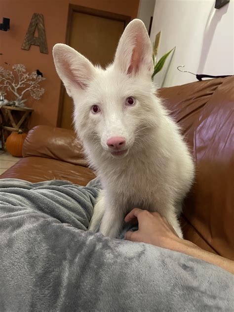 Albino Red Fox