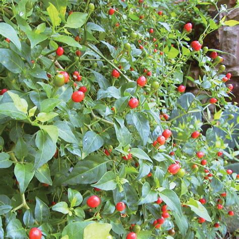 Chile Pequin Hill Country Water Gardens And Nursery