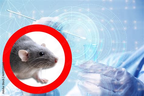 Experimental Laboratory Gray Rat Concept Genetic Modifications