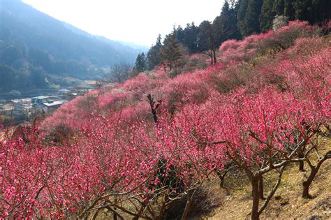 あぶだ福寿草の里 観る遊ぶ