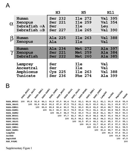 Pdf Neofunctionalization In Vertebrates The Example Of Retinoic Acid Receptors