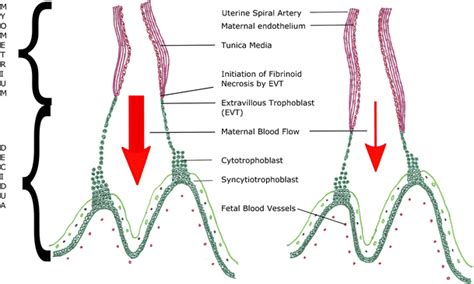 Around 16 To 18 Weeks Of Gestation Fetal Trophoblastic Cells Invade
