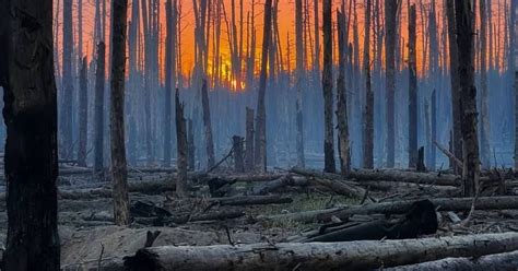 Збитки навколишньому середовищу внаслідок російської агресії становлять 2 4 трлн гривень
