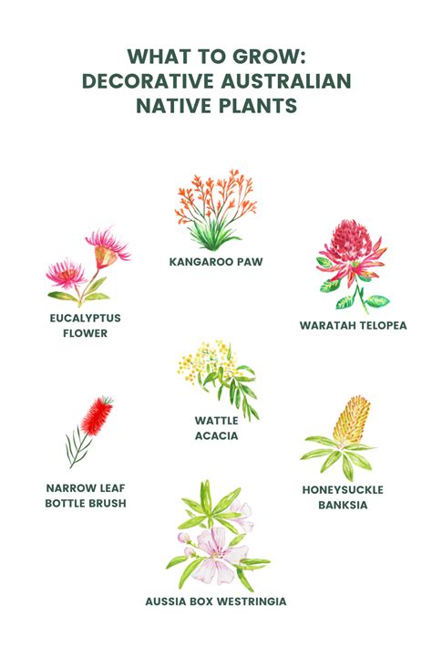 Decorative Australian Native Plants For Your Garden