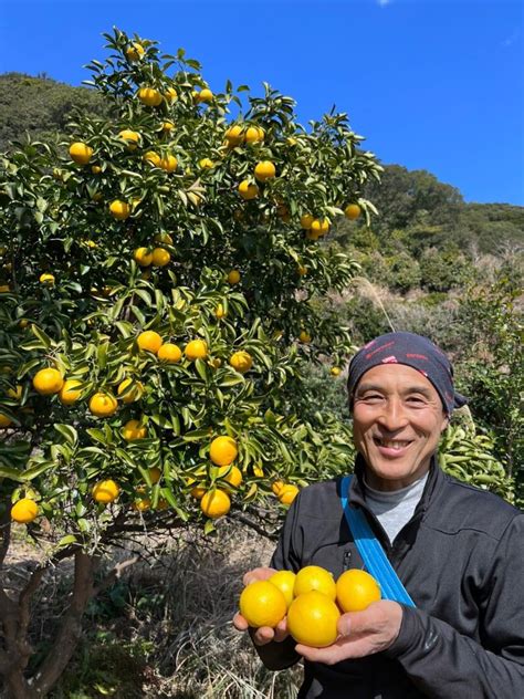 見た目度外視 小夏ちゃん 箱込5kg：高知県のレビュー｜食べチョク｜産地直送産直お取り寄せ通販 農家・漁師から旬の食材を直送