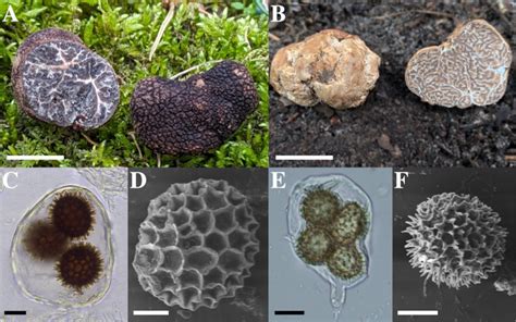 Michigan Scientists Help Discover Two New Species Of North American