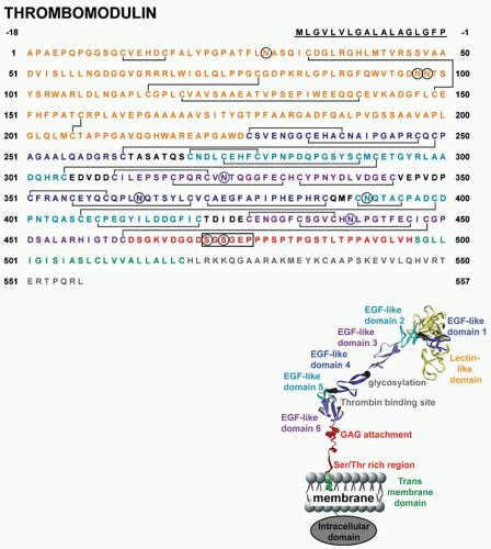 Protein C Protein S Thrombomodulin And The Endothelial Protein C Receptor Pathways Oncohema Key