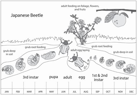 Japanese Beetle Life Cycle
