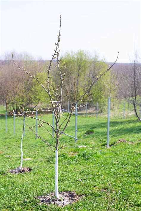Pear Tree Pruning Made Easy A Beginners Guide