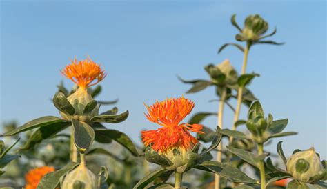 Ulei De Sofranel Natural 100 Ml Ventussa