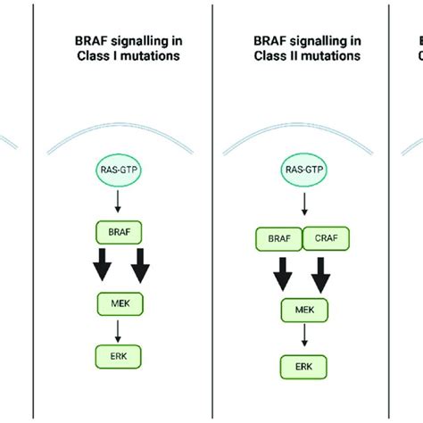 This Image Shows The Physiological Regulation And Dimerization Of Braf Download Scientific
