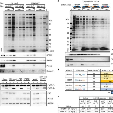 A Single 2′ Ome Modification At Gap Position 2 Reduces Asoprotein