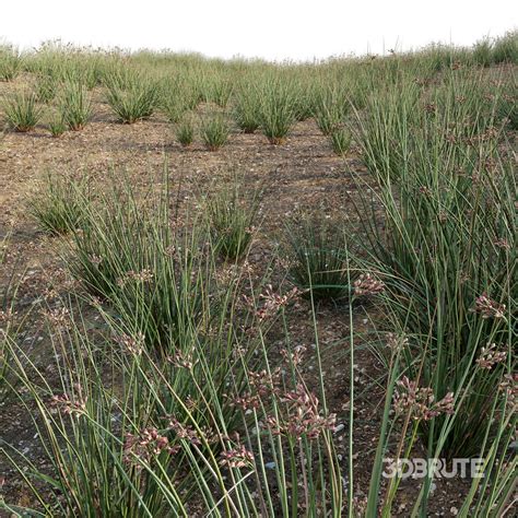 Juncus Effusus Common Rush 3d Model 3dbrute