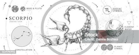 점성술 전갈 자리 조디악 기호현대 마법 마술 카드 사실적인 손 그리기 전갈 일러스트레이션 조디악 특성 고풍스런에 대한 스톡 벡터 아트 및 기타 이미지 Istock