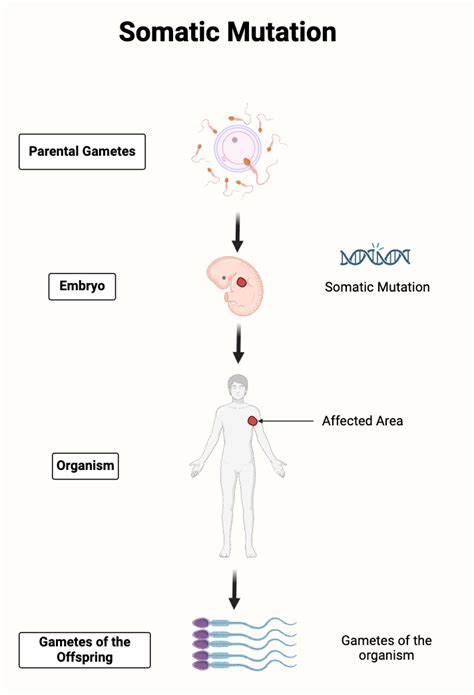 Mutations In Somatic Cells The Impact Of Rare Germline Variants On