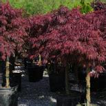 4 Ways To Keep Your Trees Healthy This Summer