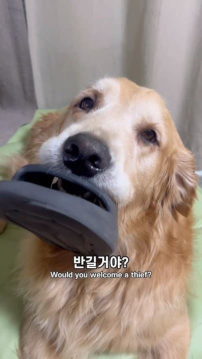 집 잘 지키고 있어 도둑 오면 어떻게 할거야 도둑님 어서와라개 빨리 오라해라개 반갑다 도둑님 같이 놀거다개 흐엉흐엉 Youtube