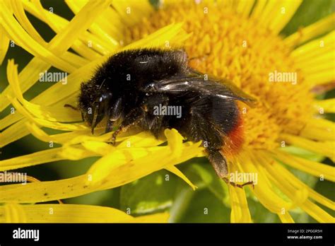 Red Shanked Bumblebee Bombus Ruderarius Grass Bumblebees Bumblebee