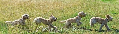 Running Cockapoo Wallpaper Wall Mural By Magic Murals