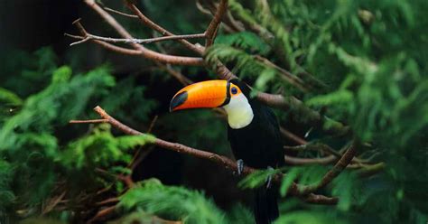 Belize Zoo Explore Belizes Best Wildlife Sanctuary Belize On Top