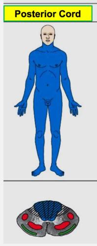 Spinal Cord Flashcards Quizlet