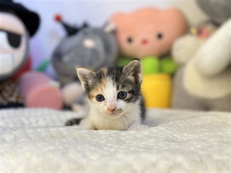 코리안숏헤어 다다 오드아이랙돌분양사이트 오드아이브리티쉬숏헤어분양사이트 오드아이스코티쉬폴드분양사이트 오드아이러시안블루분양사이트