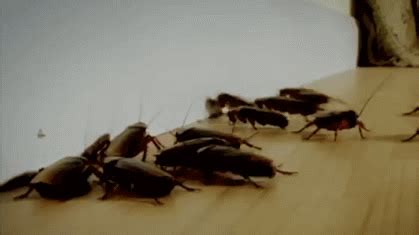 Flying Cockroach 