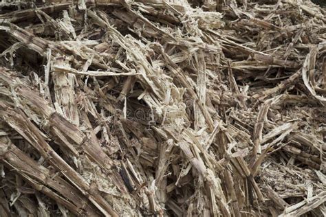 The Dry Bagasse Accumulates The Sugar Cane Is Completely Squeezed Of