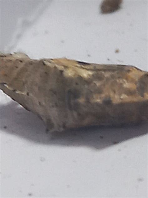 배추흰나비 번데기 색 왜이래요ㅠㅠㅠㅠ 지식in