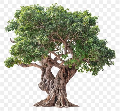 Tamarind Png Images Free Photos Png Stickers Wallpapers And Backgrounds Rawpixel