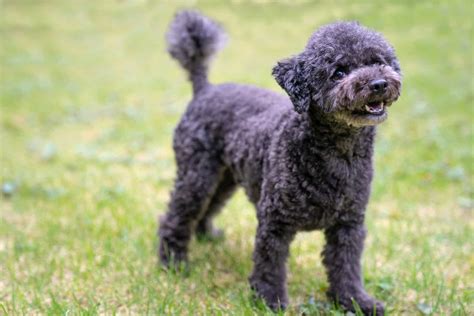 Can A White Poodle Have Black Puppies