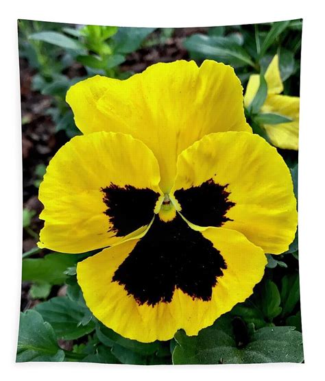 Yellow Pansy Flower
