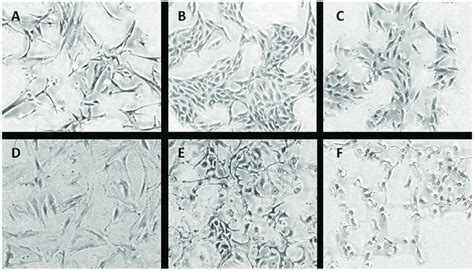 Light Microscopy Of Cell Lines Figures Showing Morphology Using Light